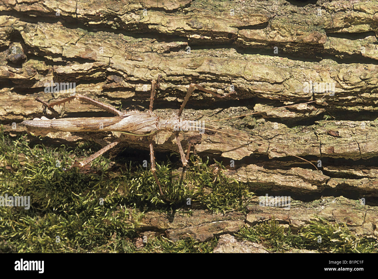 Giant jungle nymph hi-res stock photography and images - Alamy