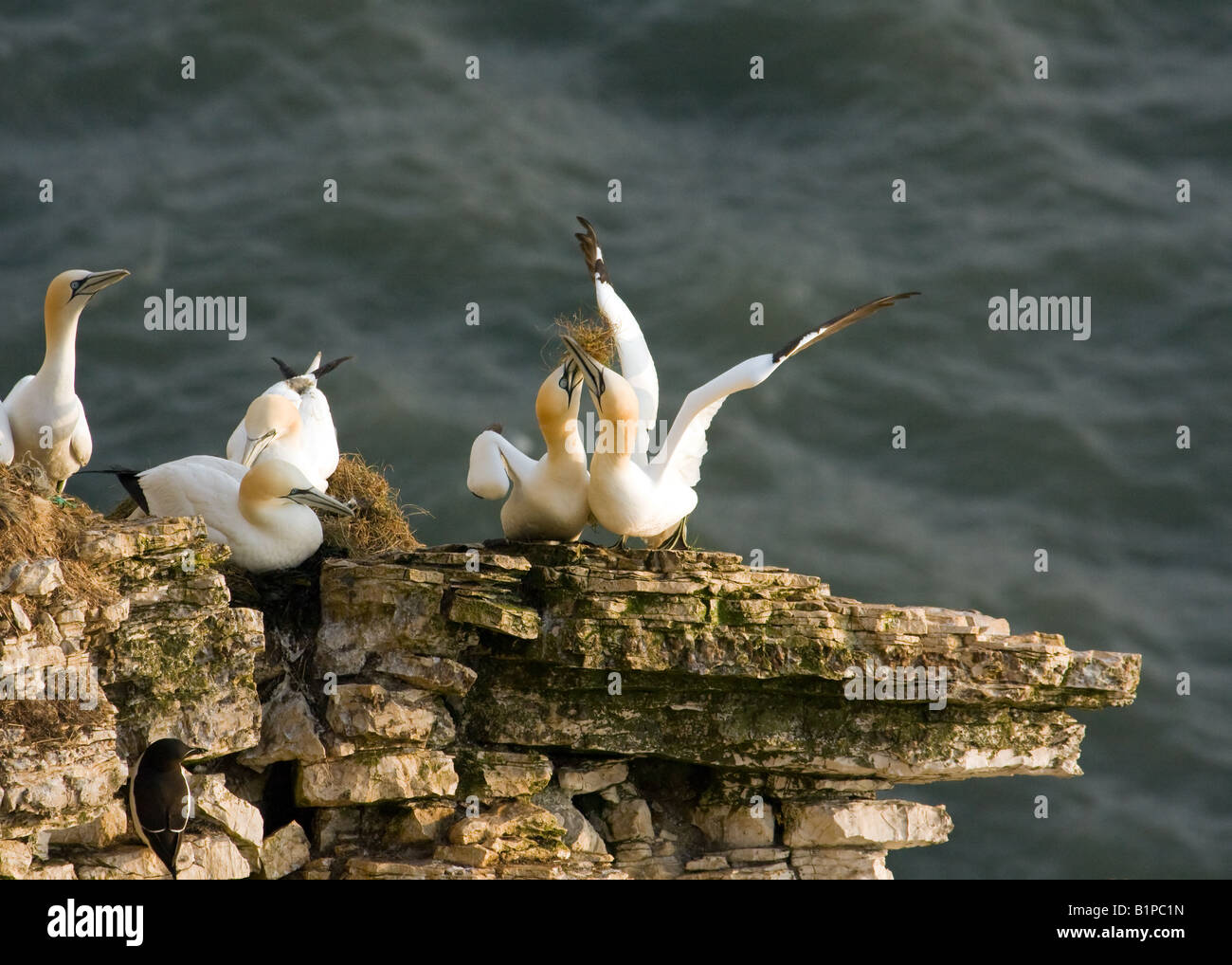 Gannets nesting at Staple Newk, Bempton Cliffs Stock Photo - Alamy