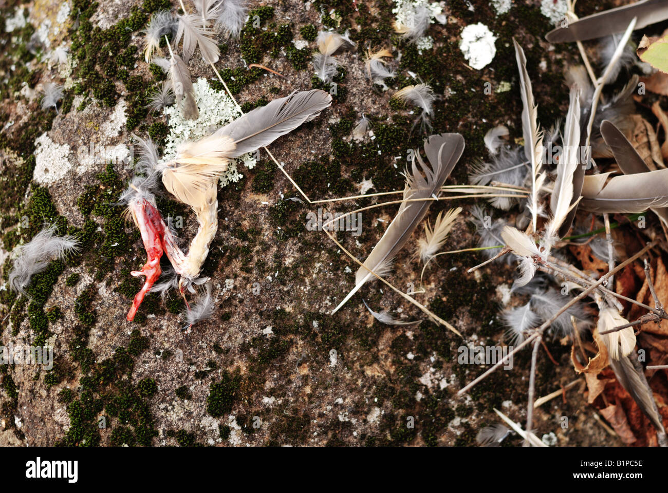 Dead bird and wind hi-res stock photography and images - Alamy