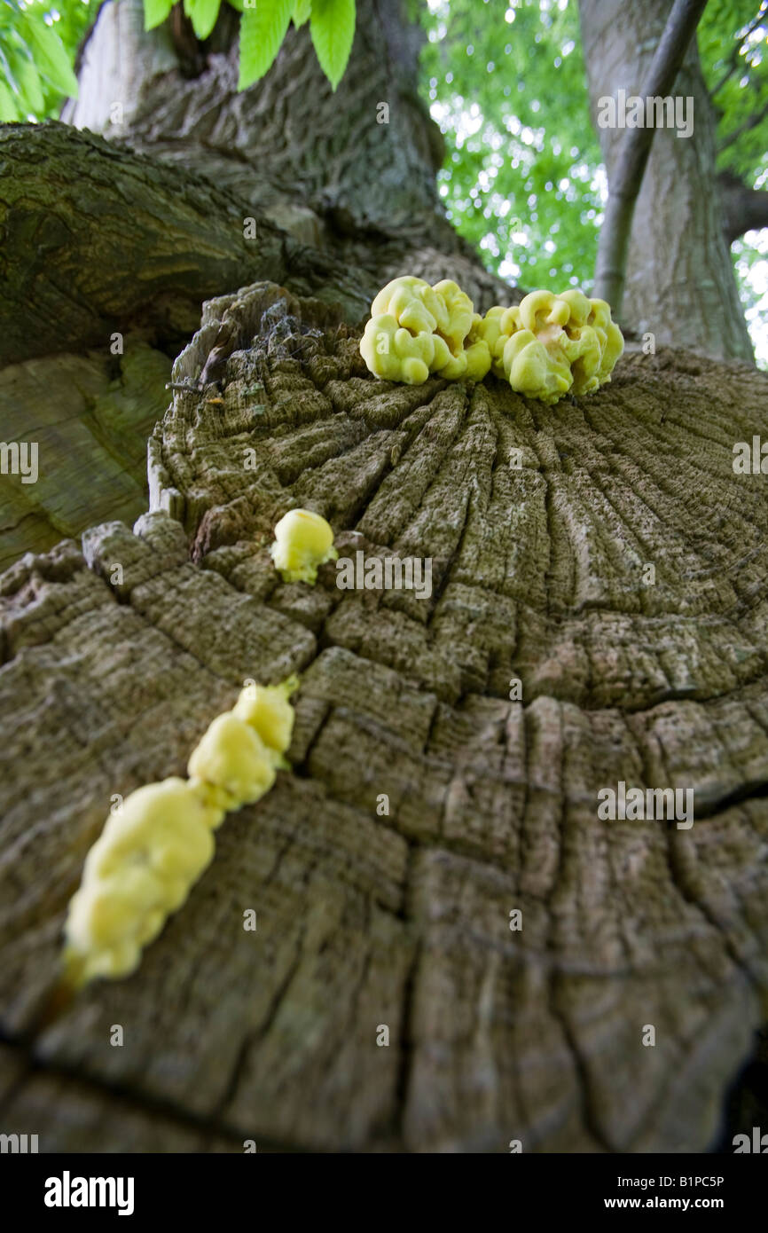 fungus growing on a sweet chestnut tree Stock Photo - Alamy