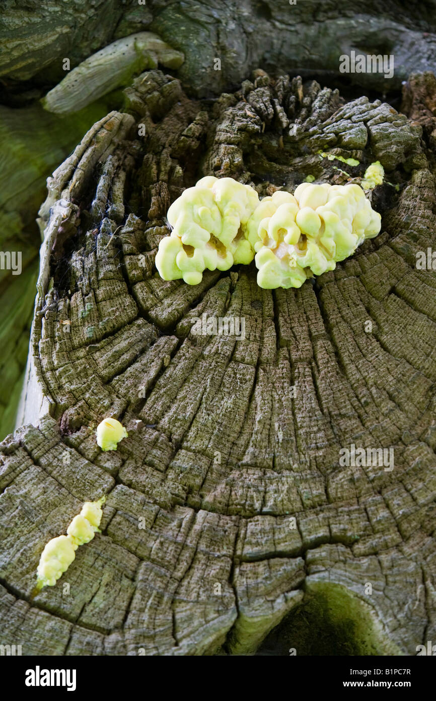 fungus growing on a sweet chestnut tree Stock Photo - Alamy