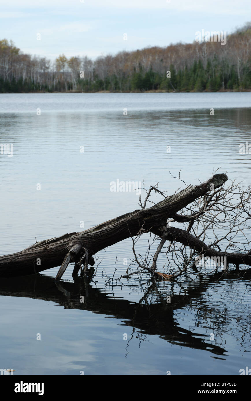 tree branch coming out of water reflecting Stock Photo - Alamy