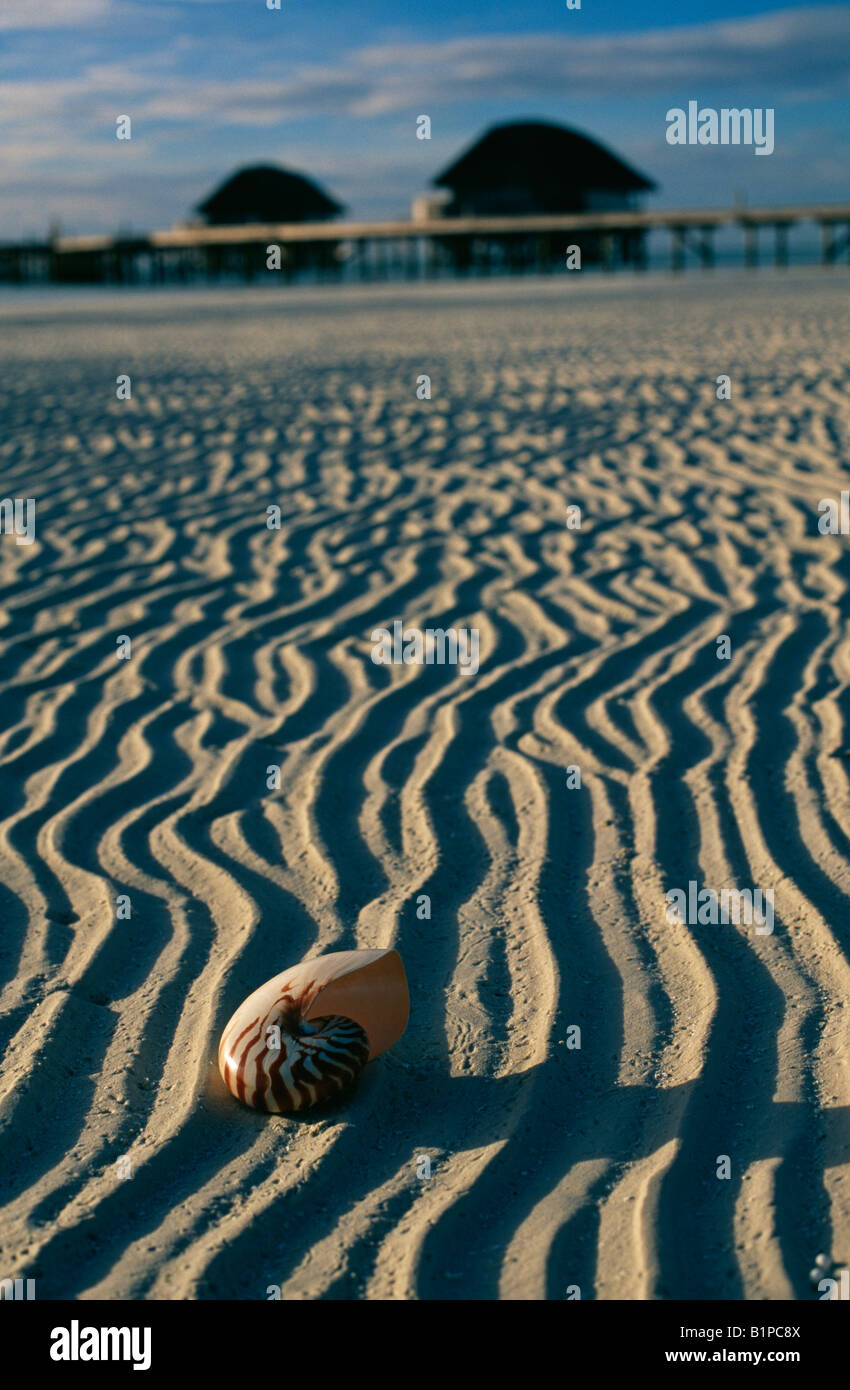 Nautilus shell on a beach in the Maldives Stock Photo - Alamy