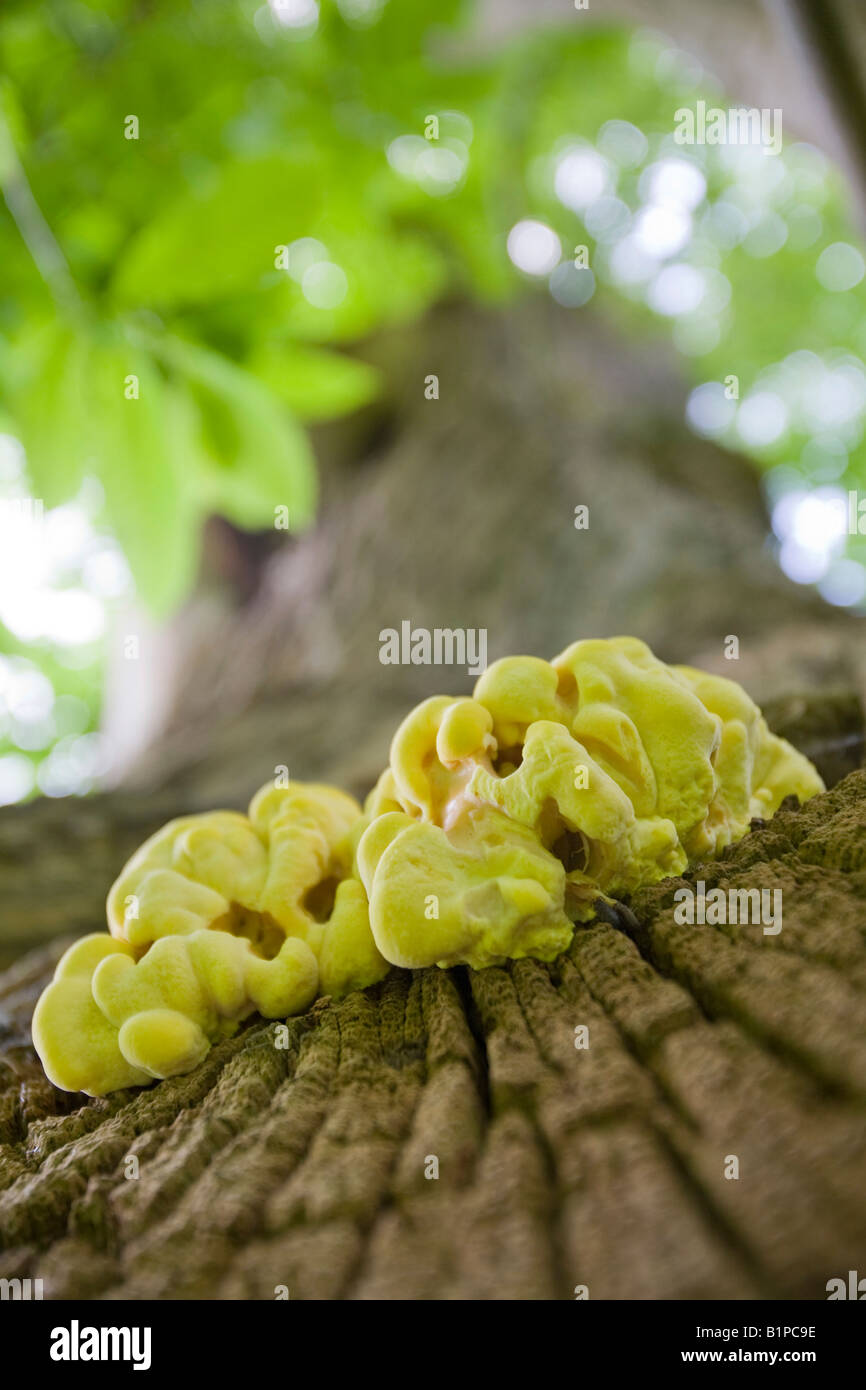 fungus growing on a sweet chestnut tree Stock Photo - Alamy
