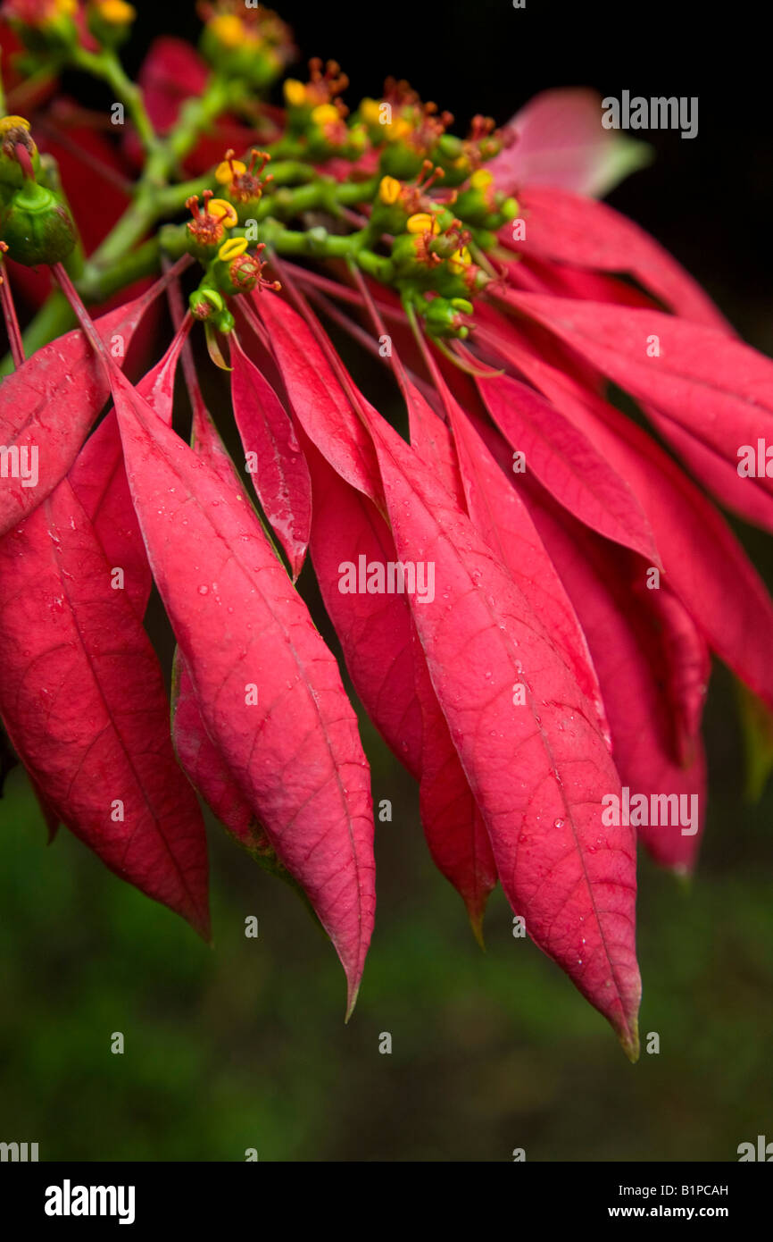 Poinciana fiji hi-res stock photography and images - Alamy