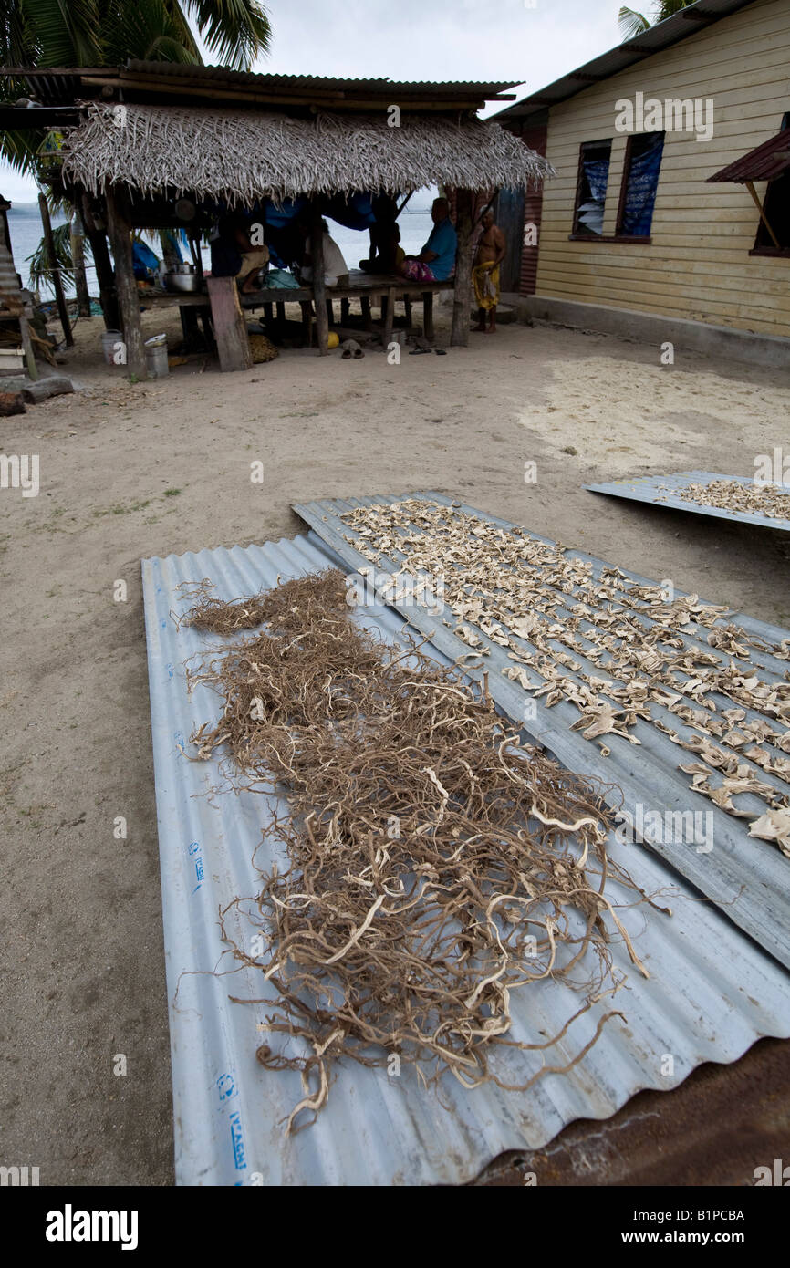 Kava root drying Kioa Island Fiji Stock Photo - Alamy