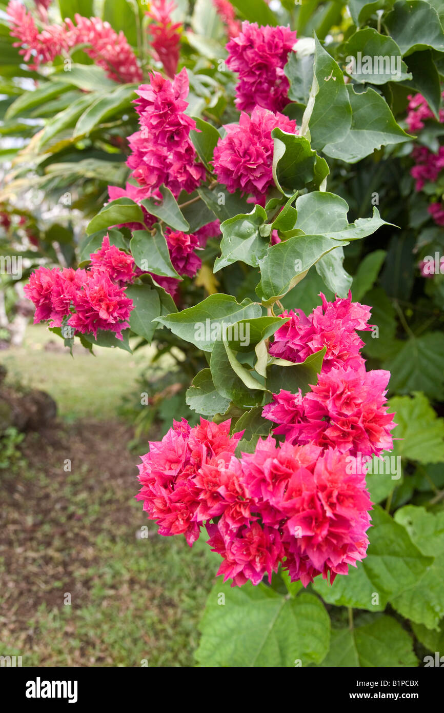 Bouganvilla flower Taveuni Fiji Stock Photo - Alamy