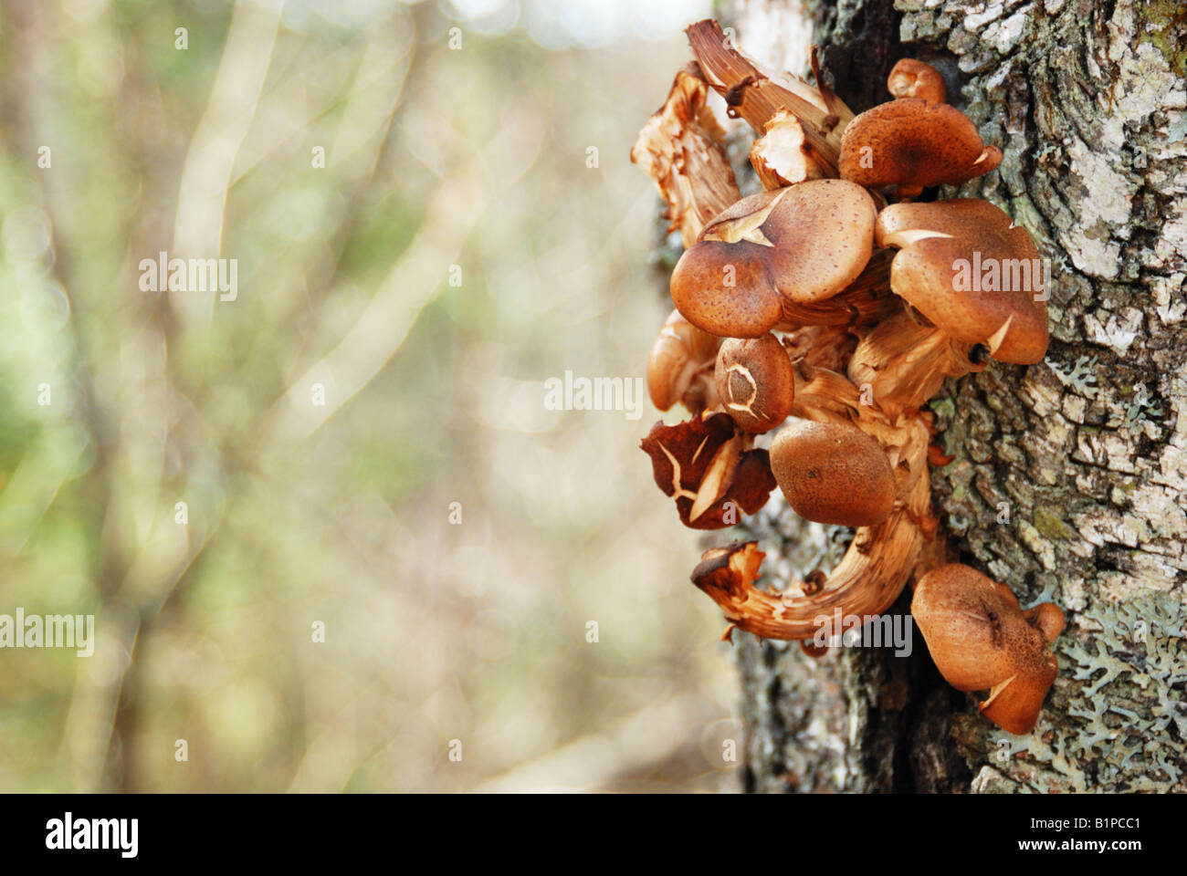 Disease birch hi-res stock photography and images - Alamy