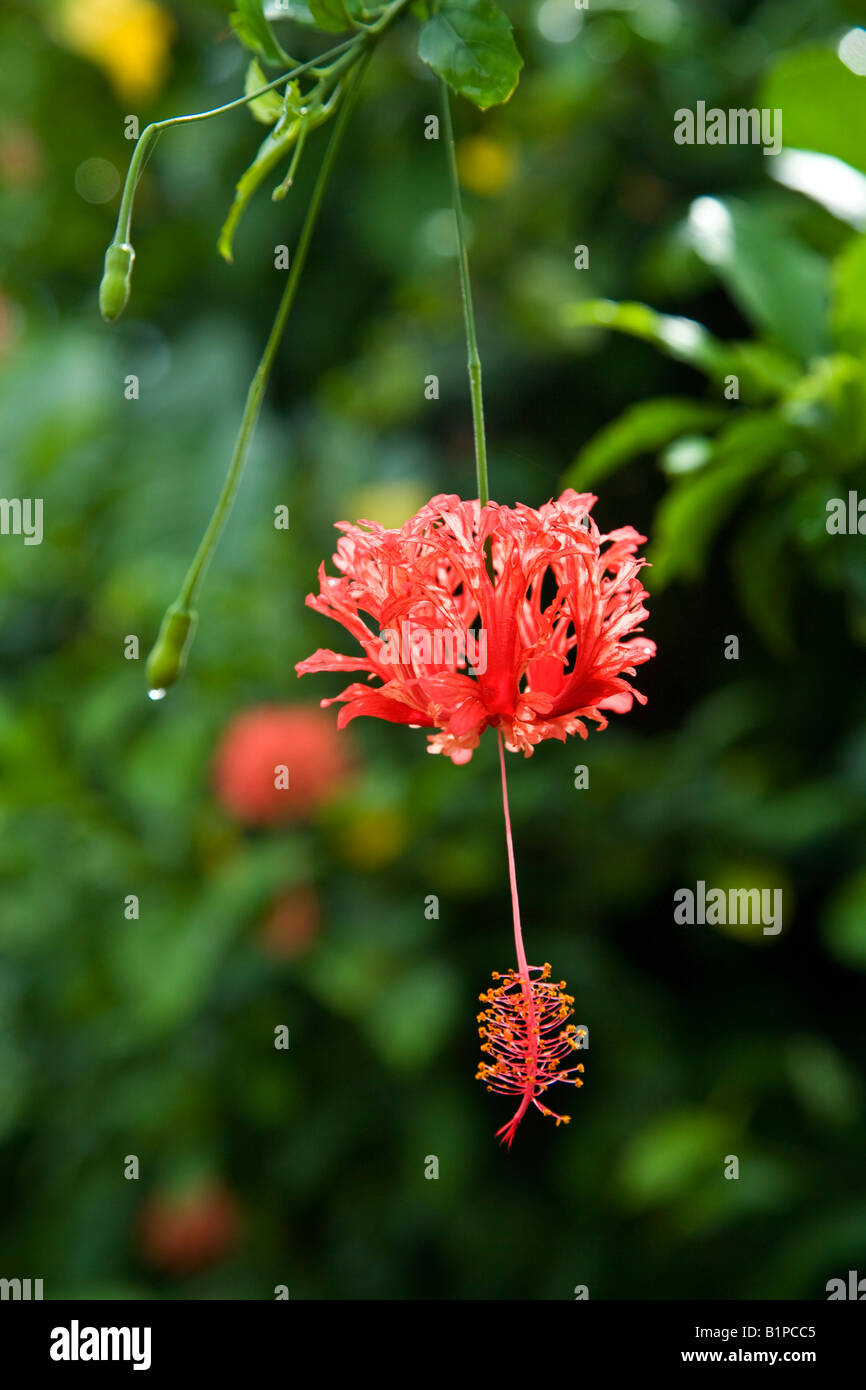Coral Hibicus flower Taveuni Fiji Stock Photo - Alamy