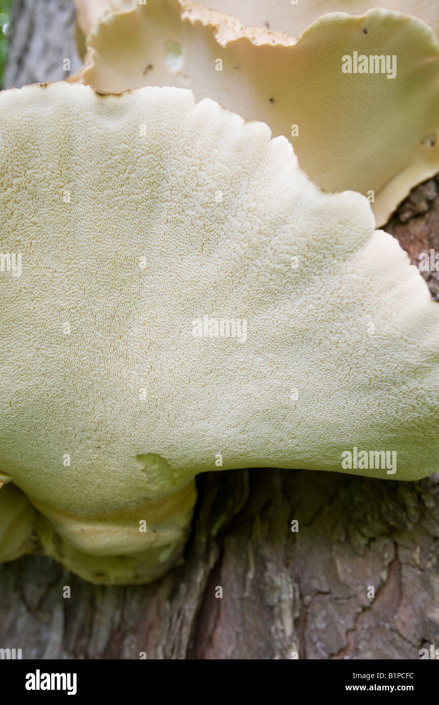 fungus growing on a sweet chestnut tree Stock Photo - Alamy
