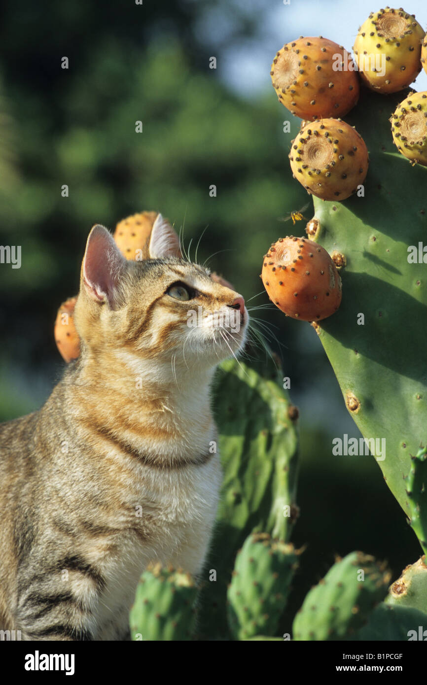 CAT watching a Syrphidae INSECT flying near fruit of PRICKLY PEAR ...