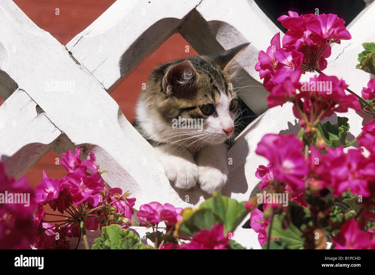 KITTEN and BALUSTRADE w Geranium FRANCE Stock Photo - Alamy