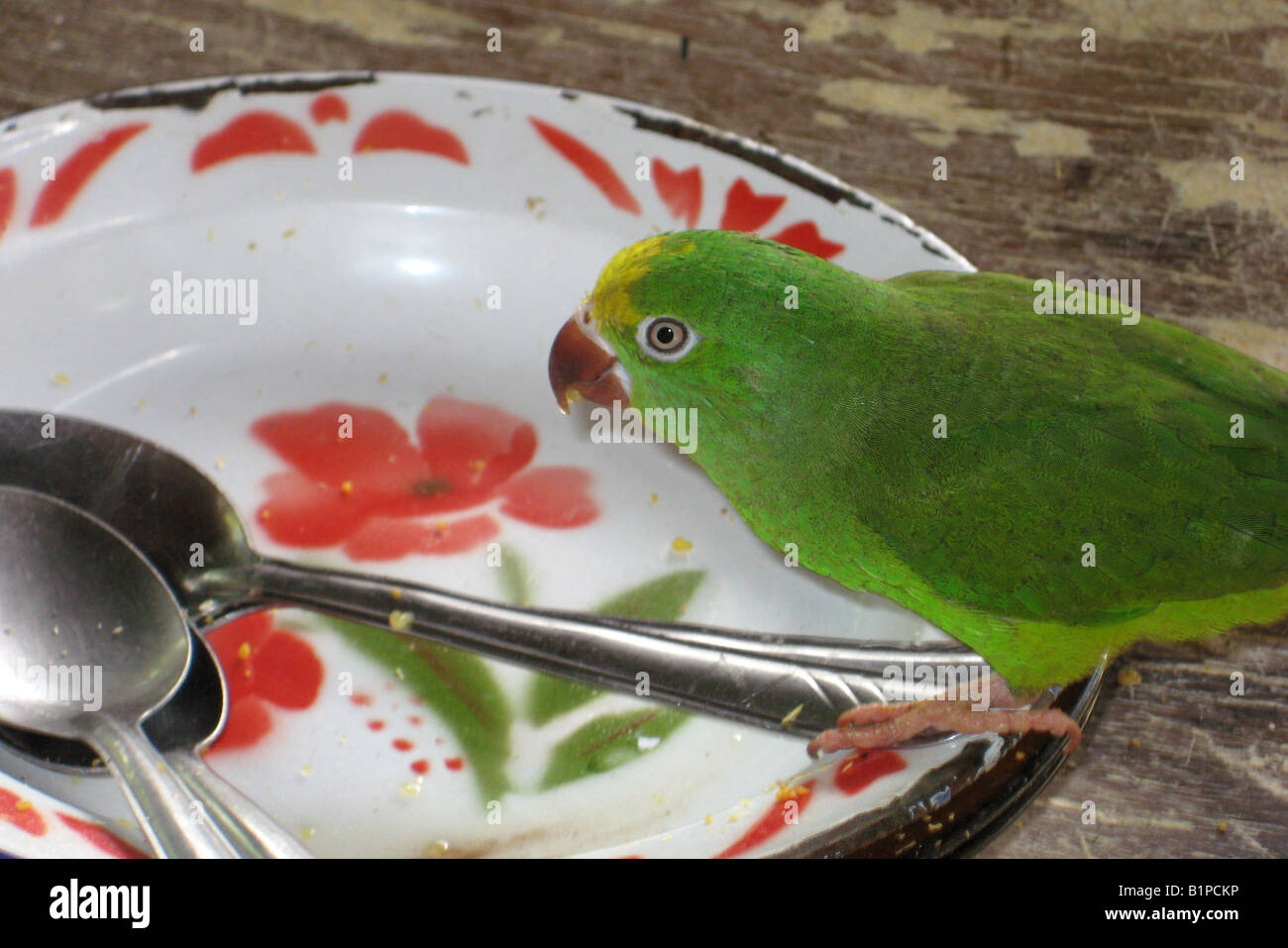 Spoon beak hi-res stock photography and images - Alamy