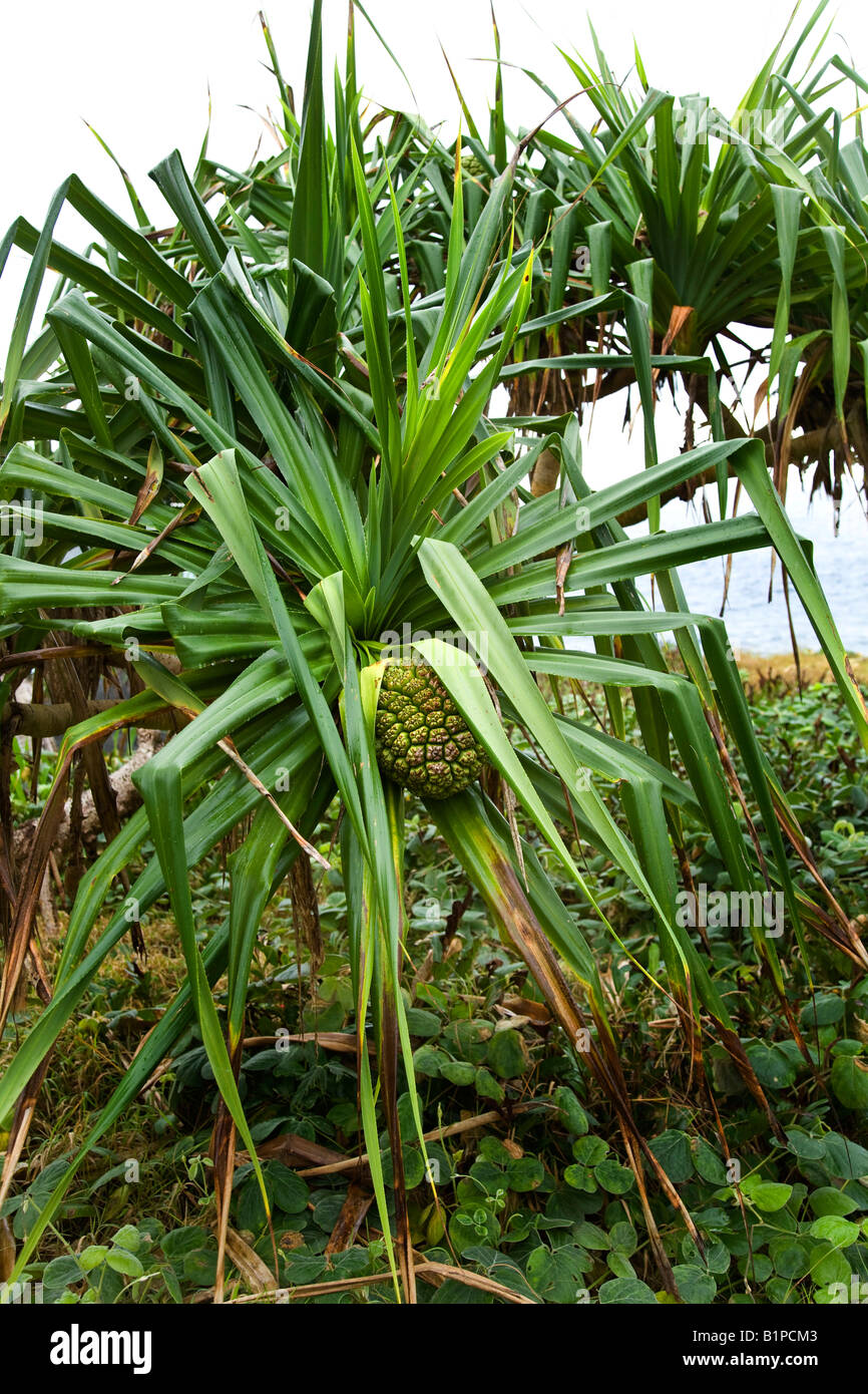 Hala tree hi-res stock photography and images - Alamy