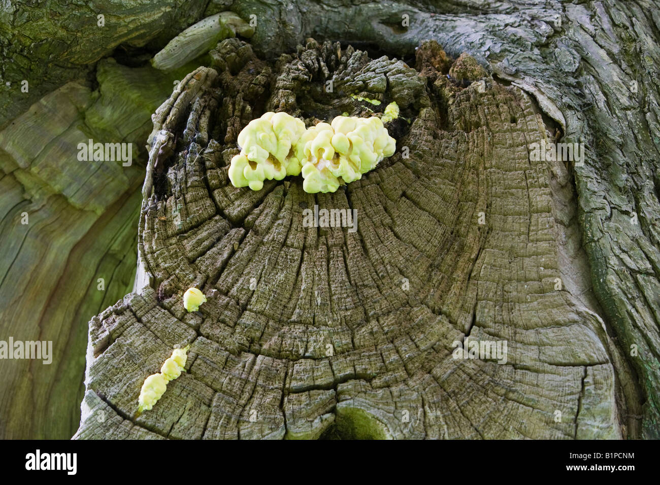 fungus growing on a sweet chestnut tree Stock Photo - Alamy