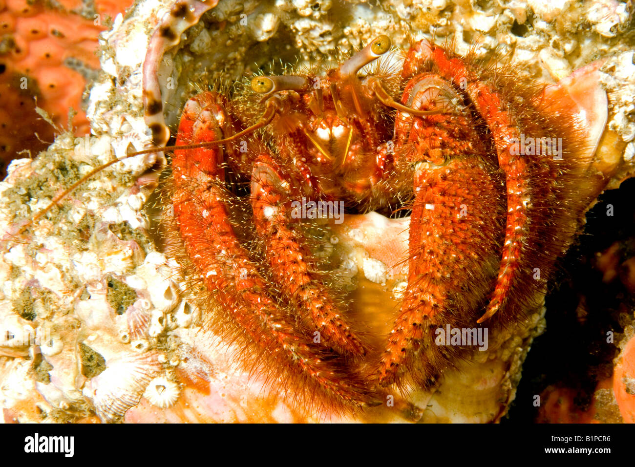 A marine hermit crab, dardanus sp underwater Stock Photo - Alamy