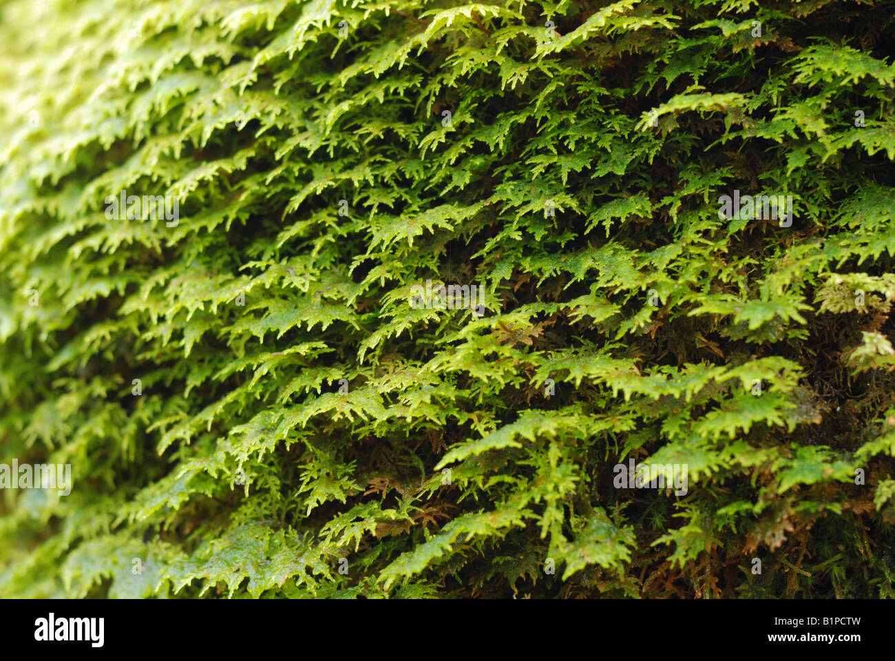 Green wet moss Stock Photo - Alamy