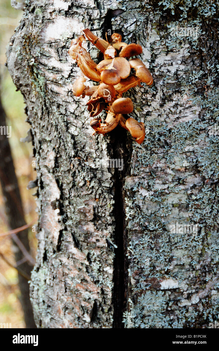 Disease birch hi-res stock photography and images - Alamy