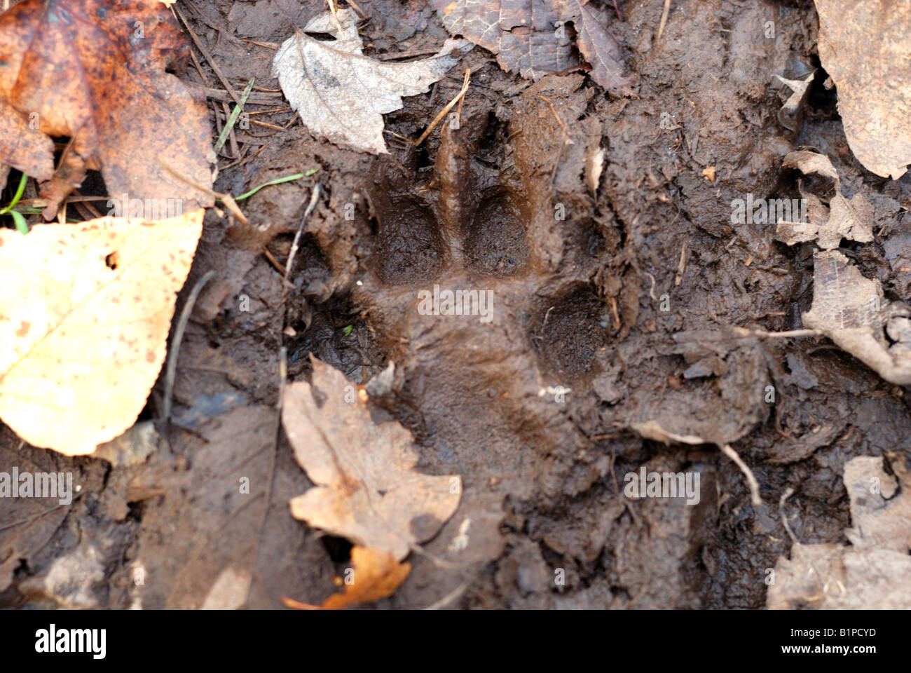 Wolf Paw Print High Resolution Stock Photography and Images - Alamy
