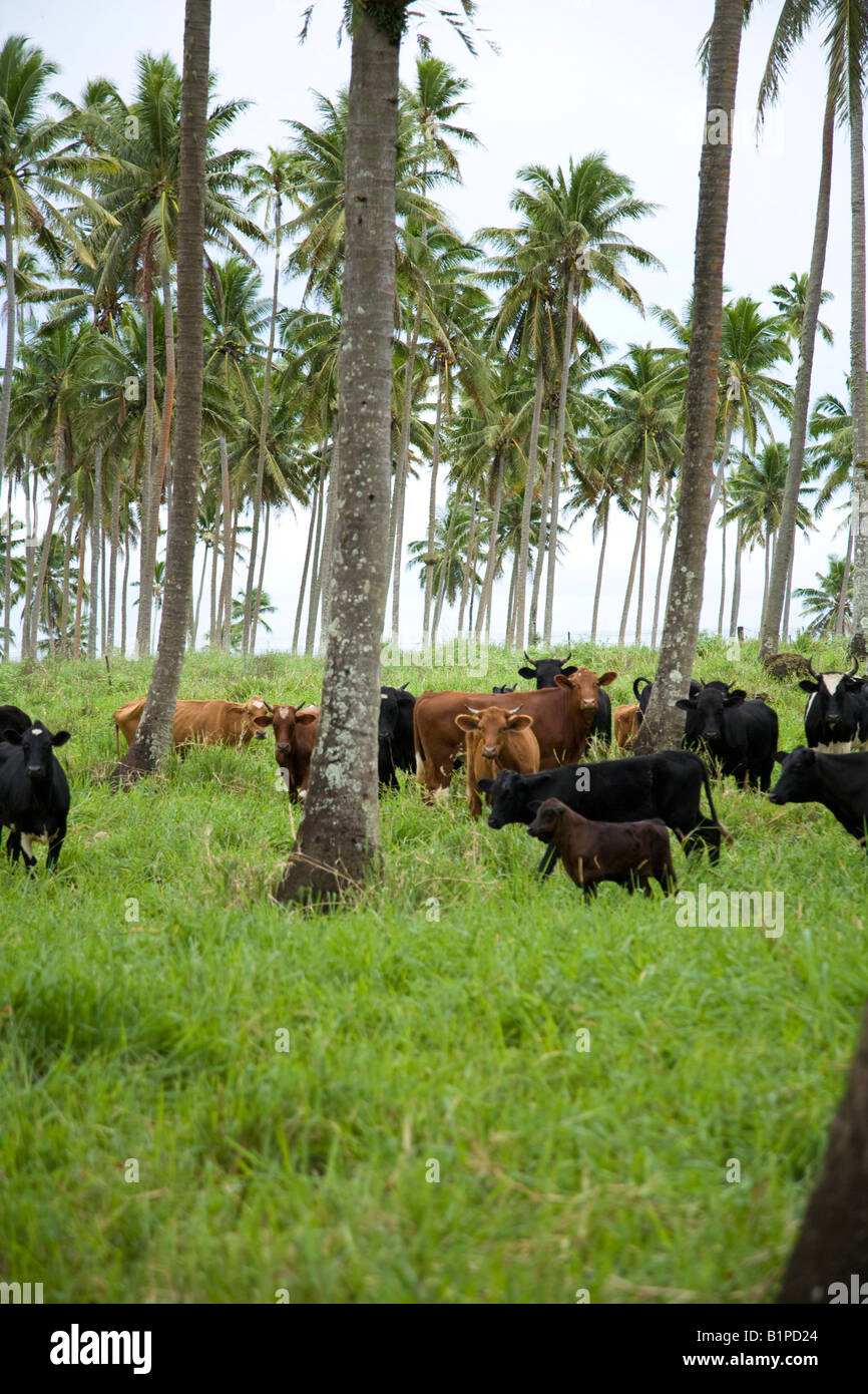 Cattle in Cococnut palms Taveuni Fiji Stock Photo - Alamy