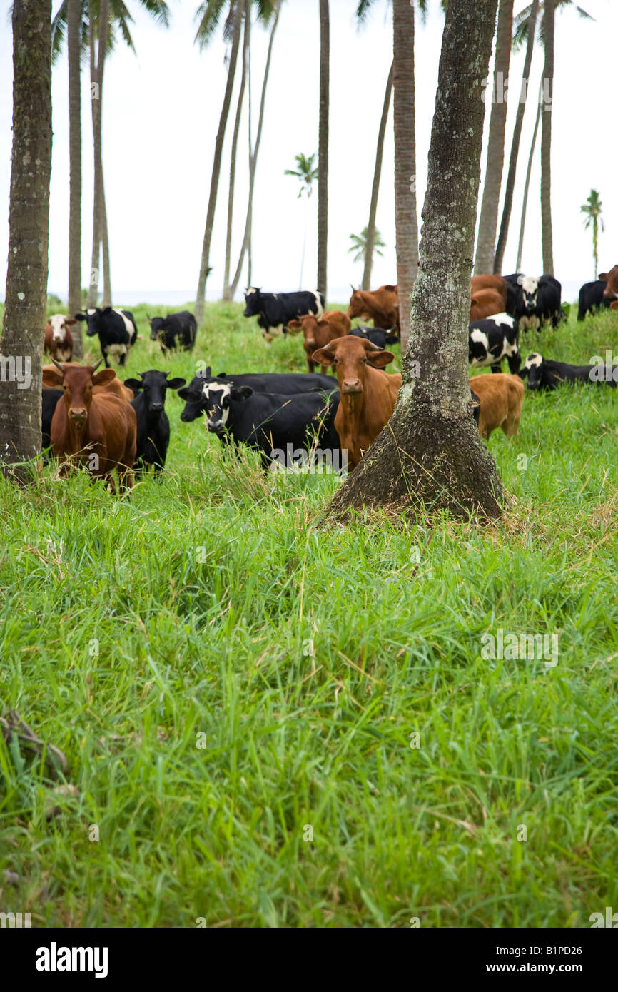 Cattle in Cococnut palms Taveuni Fiji Stock Photo - Alamy