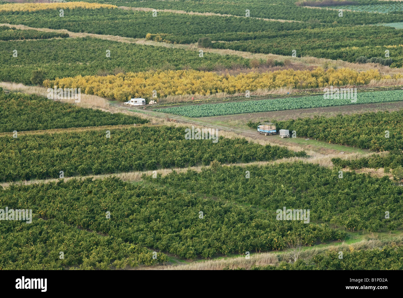 Tangerine fields in Croatia Stock Photo - Alamy