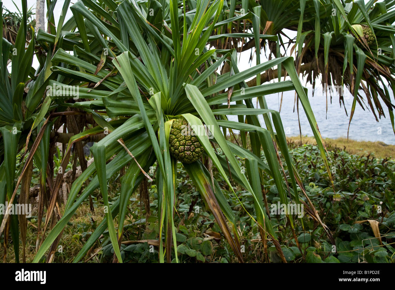 Pandanus Tree High Resolution Stock Photography and Images - Alamy