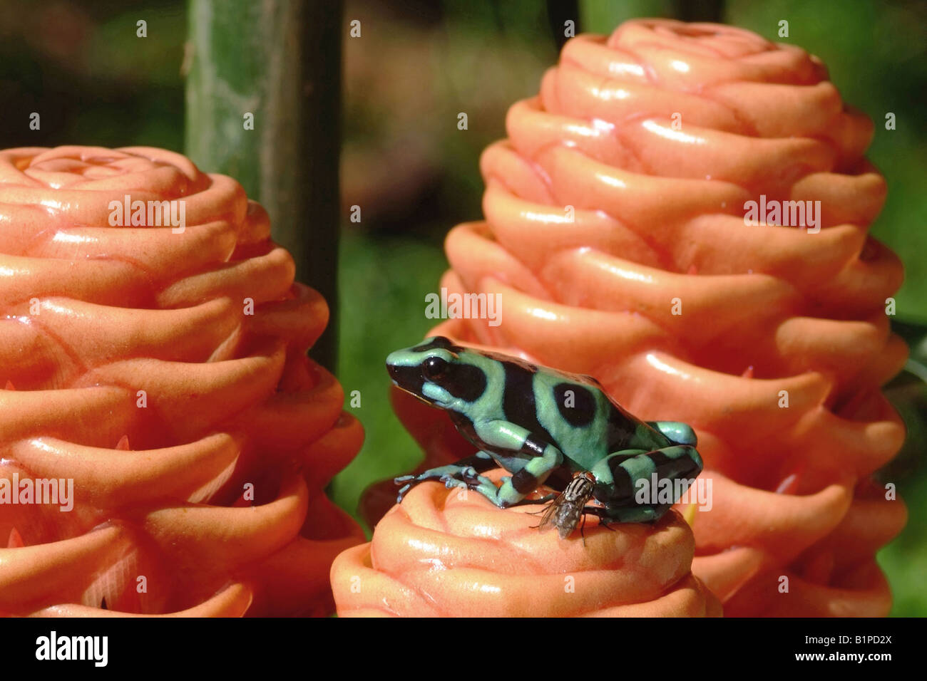 Dendrobates auratus TURQUOISE FROG with FLY on GINGER Zingiber ...