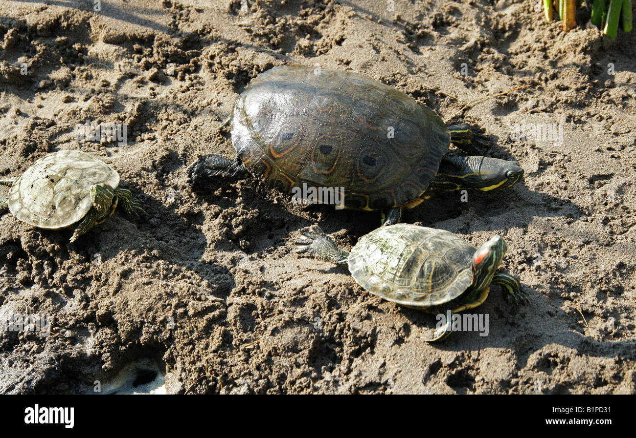 Meso american slider trachemys venusta hi-res stock photography and ...