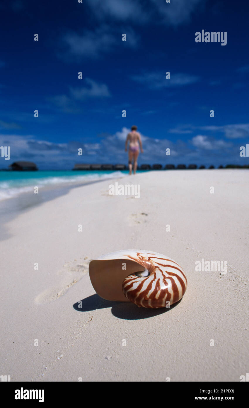Nautilus shell on a beach in the Maldives Stock Photo - Alamy