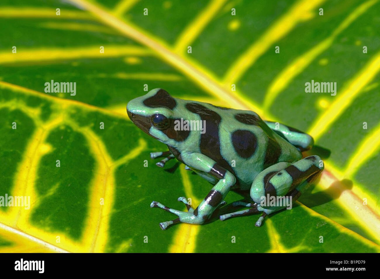 Dendrobates auratus TURQUOISE FROG on CROTON Codiaeum variegatum POISON ...