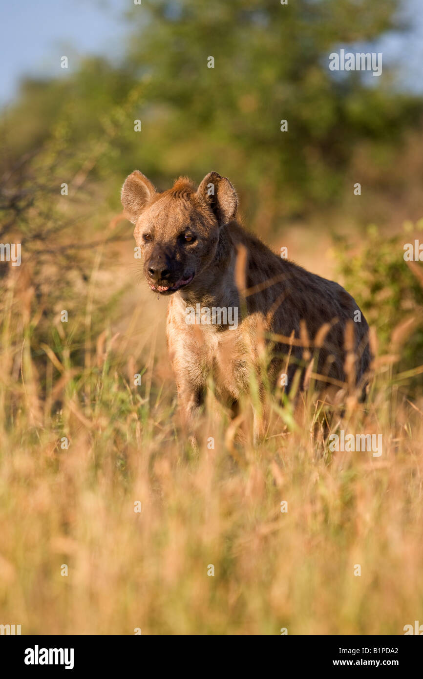 Spotted hyena Crocuta crocuta drooling Kruger national park Mpumalanga ...