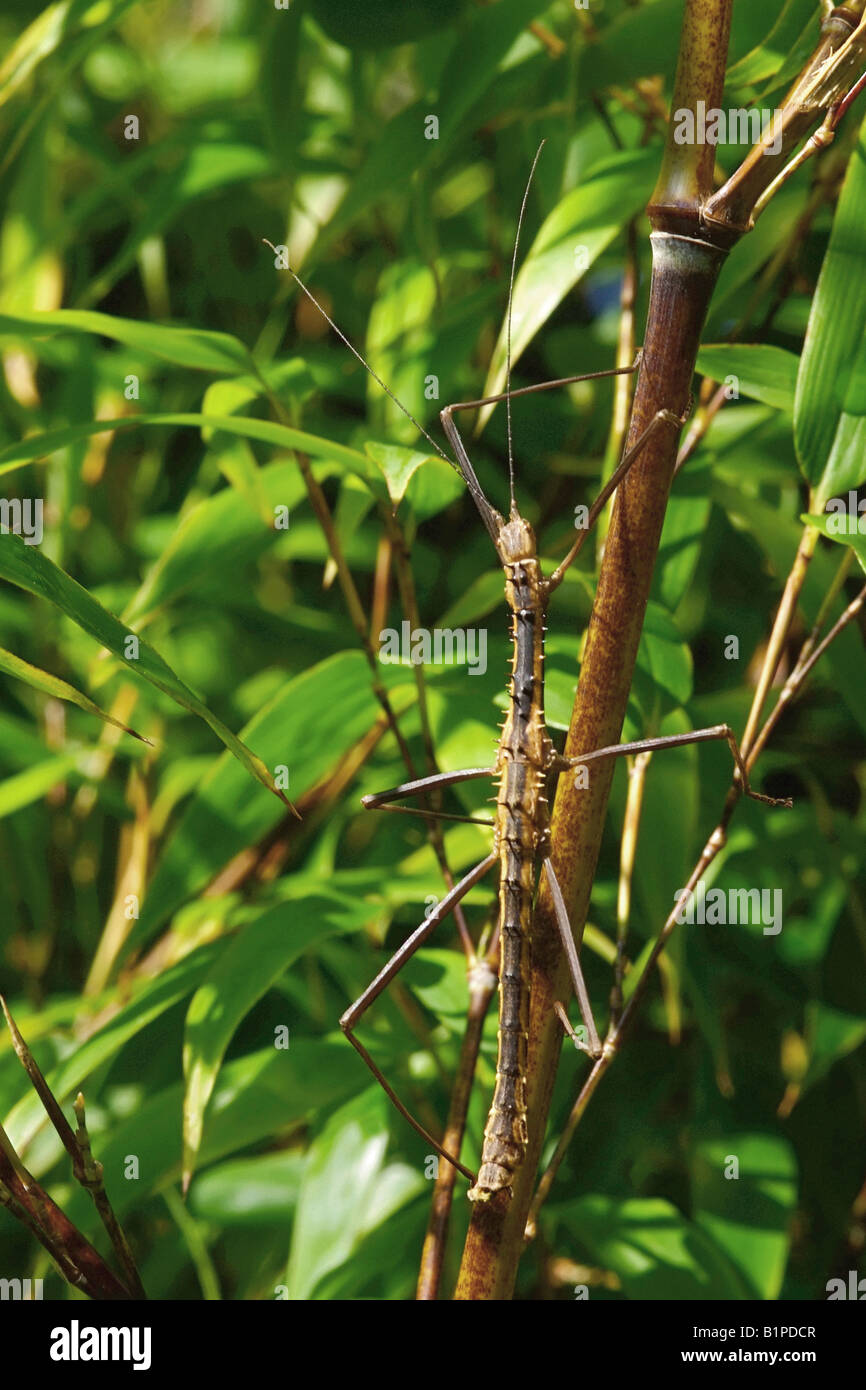 Stick Insect Camouflage