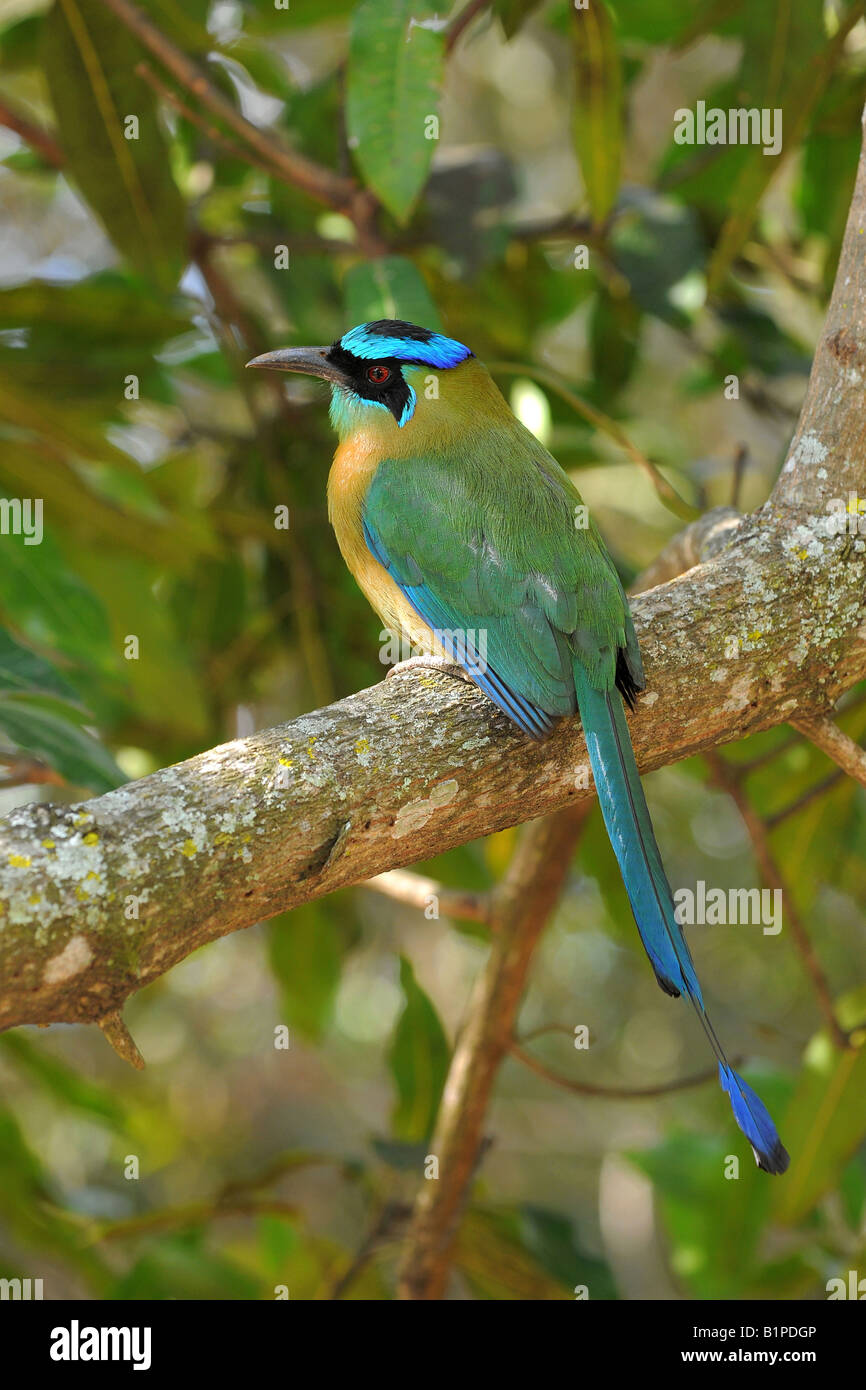 Momotus momota BLUE CROWNED MOTMOT Central valley COSTA RICA Stock ...