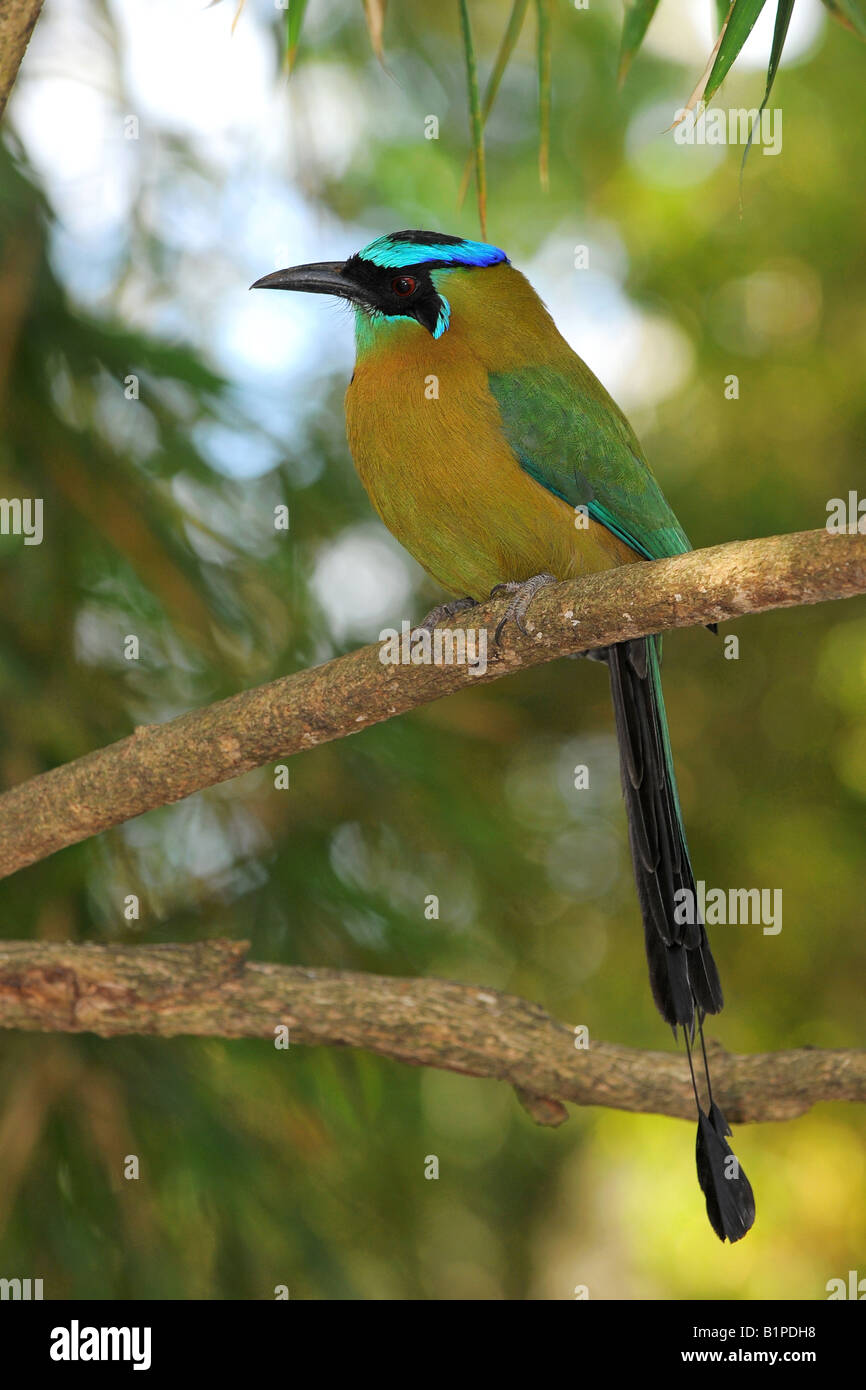 Momotus momota BLUE CROWNED MOTMOT Central valley COSTA RICA Stock ...