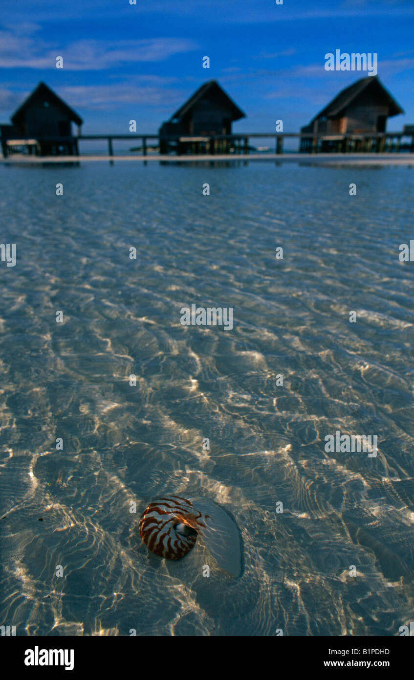 Nautilus shell in the sea, near the water bungalows on Cocoa island ...