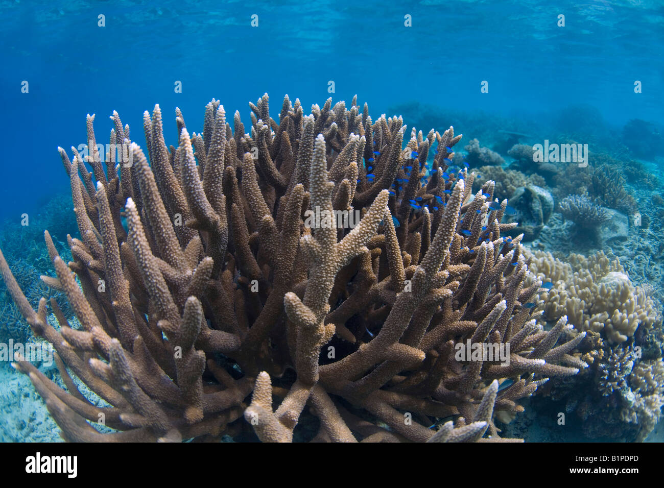 Taveuni island reef hi-res stock photography and images - Alamy