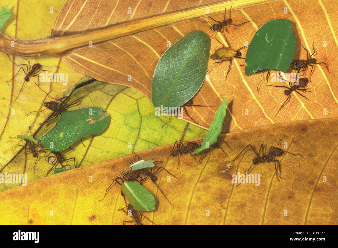 Atta cephalotes LEAF CUTTER ANTS carrying leaf sections to the nest ...