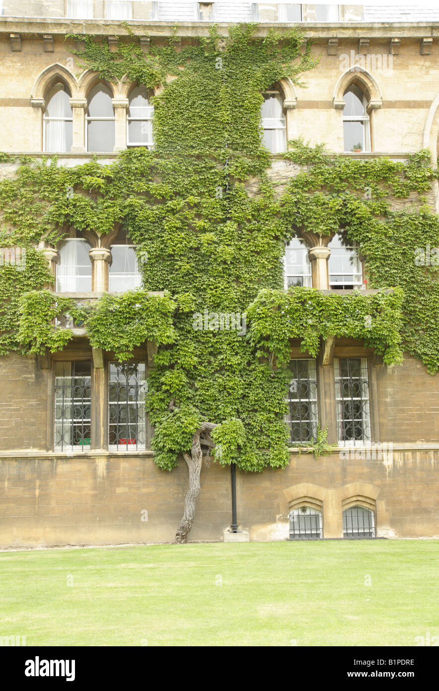 Ivy flanked wall Stock Photo - Alamy