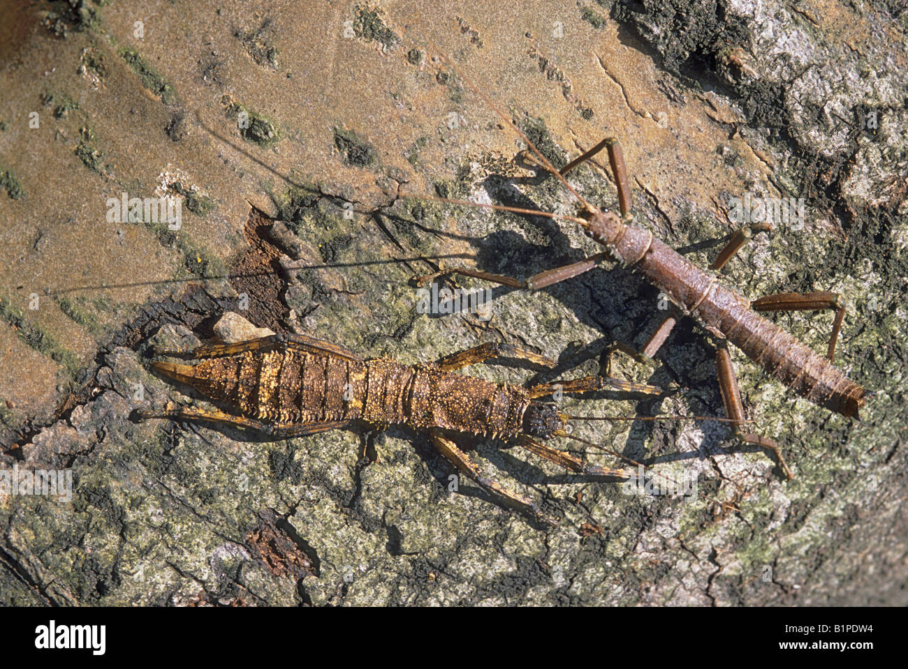 LEATHER STICK INSECTS on tree bark MALE on the right Camouflage and ...
