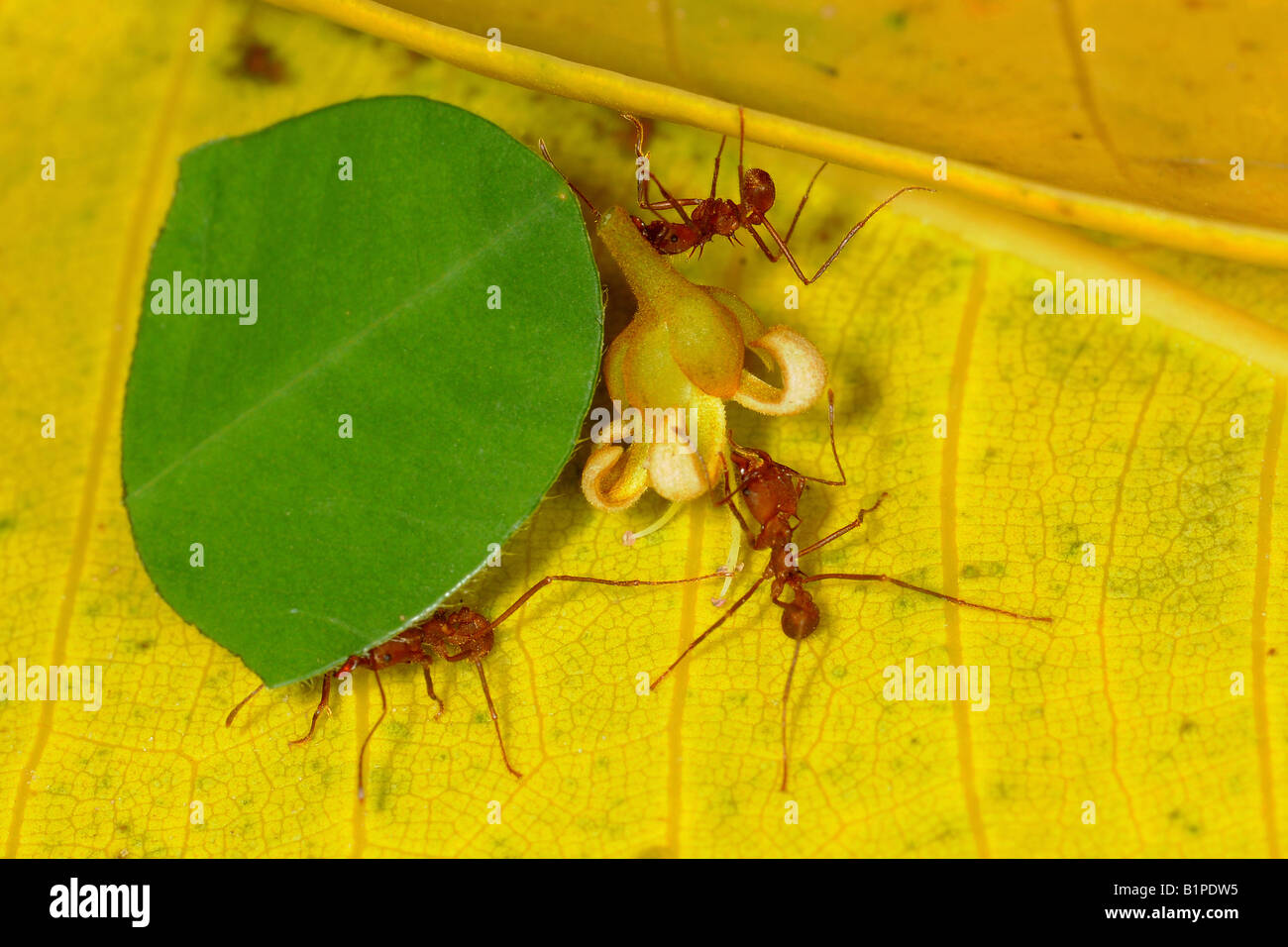 Atta cephalotes LEAF CUTTER ANTS carrying leaf section and flower to ...