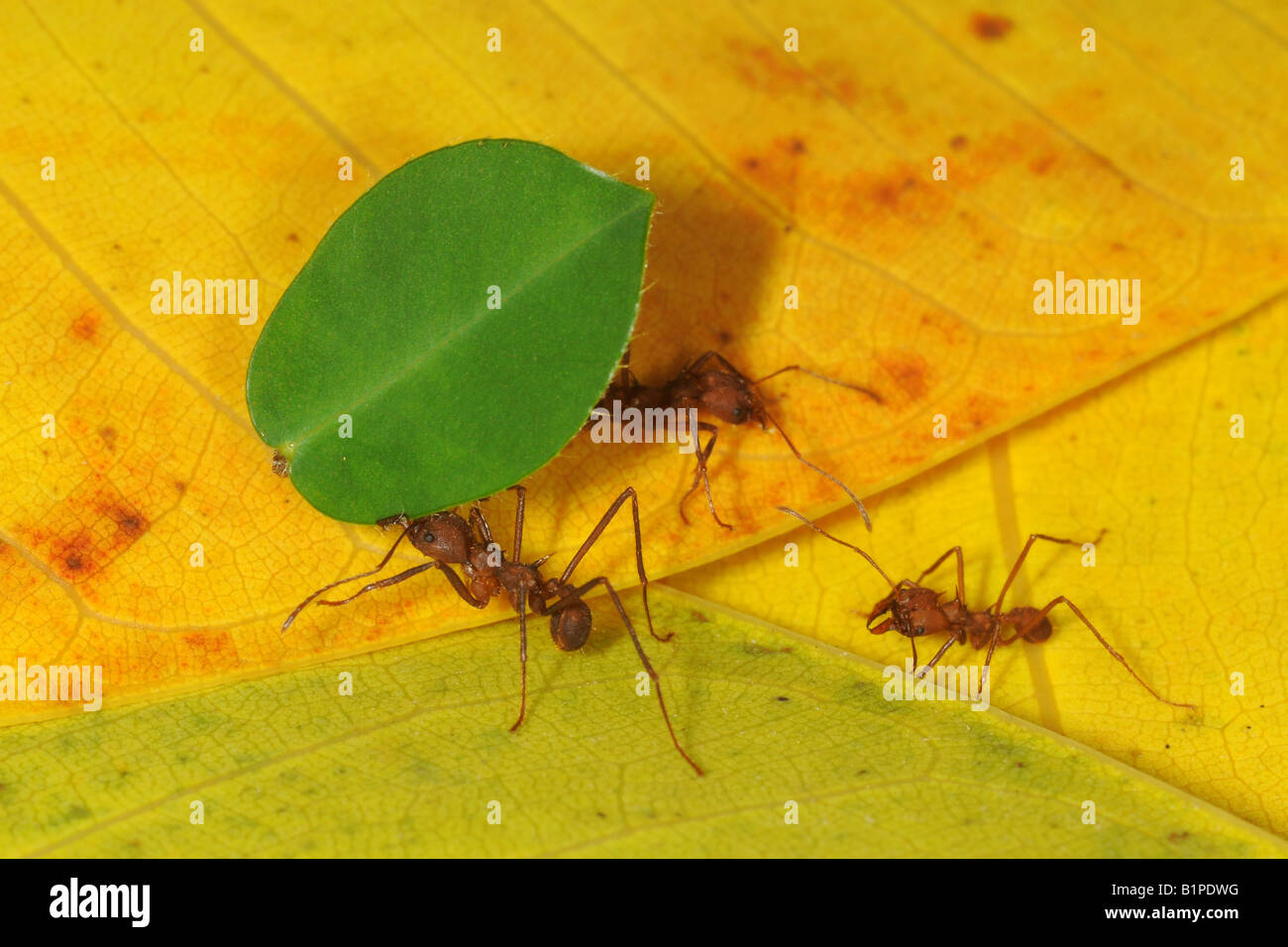 Atta cephalotes LEAF CUTTER ANTS carrying leaf section to the nest ...