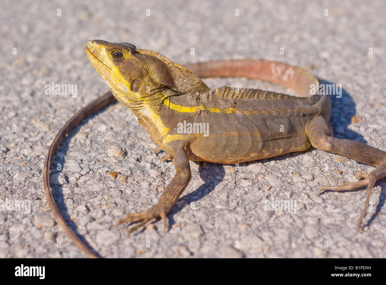 Brown Basilisk Lizard, Basiliscus vittatus Stock Photo - Alamy