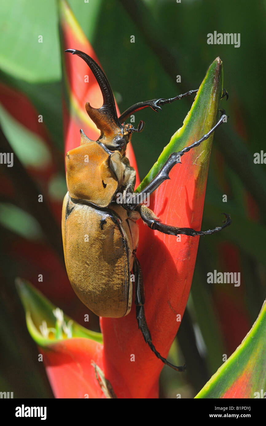 Megasoma elephas hi-res stock photography and images - Alamy