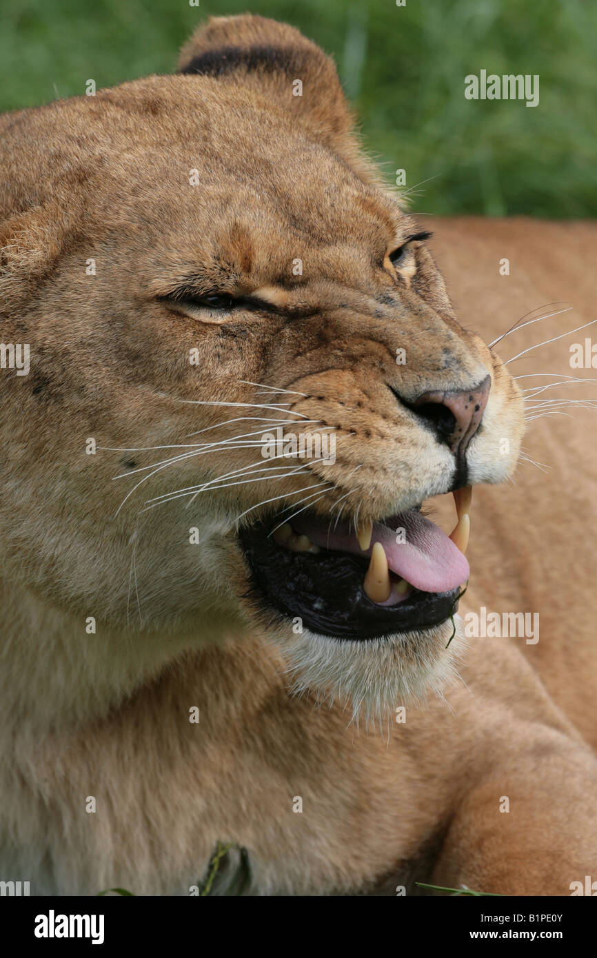 Lioness Growl