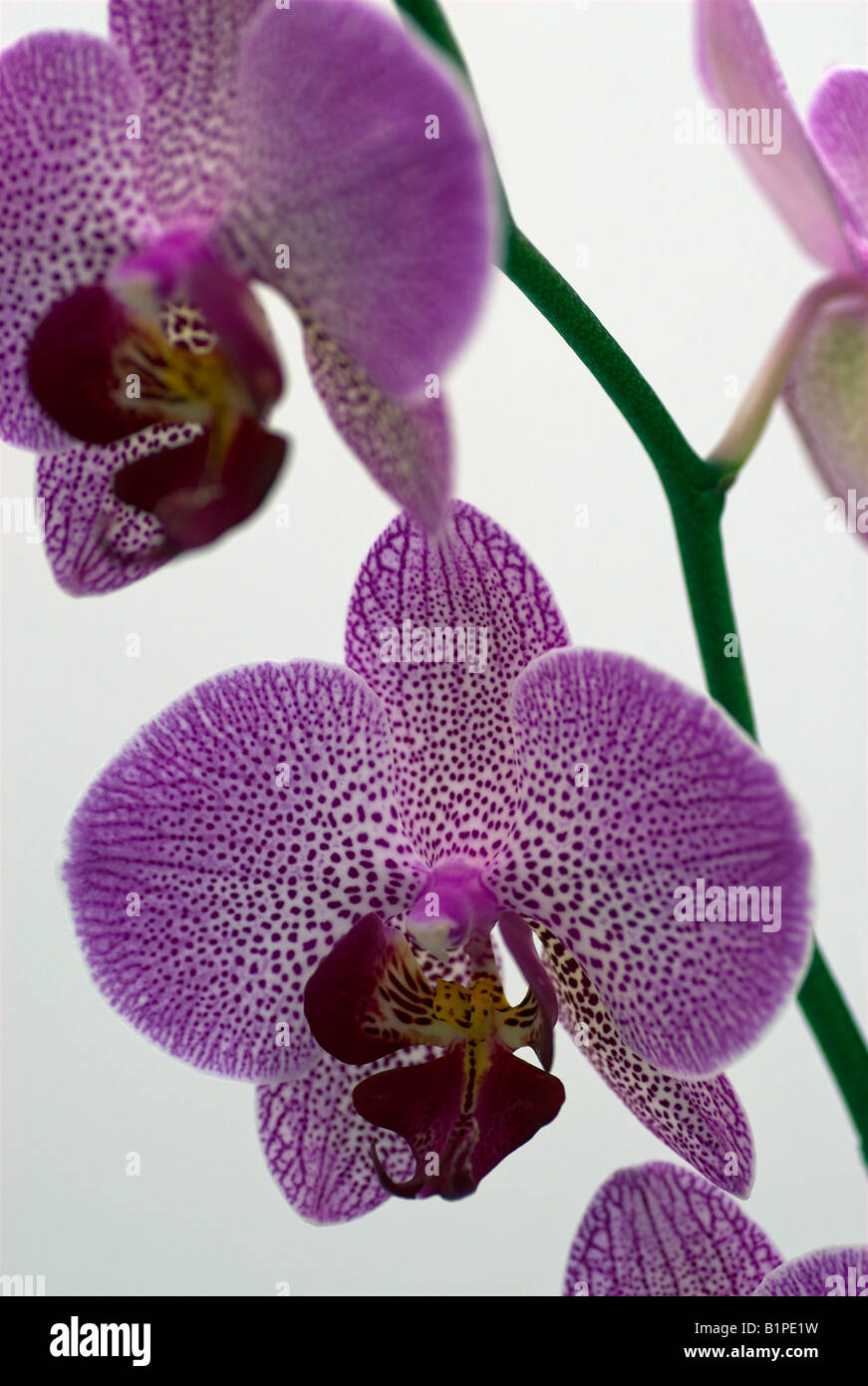 Pink-spotted Phalaenopsis orchid Stock Photo - Alamy