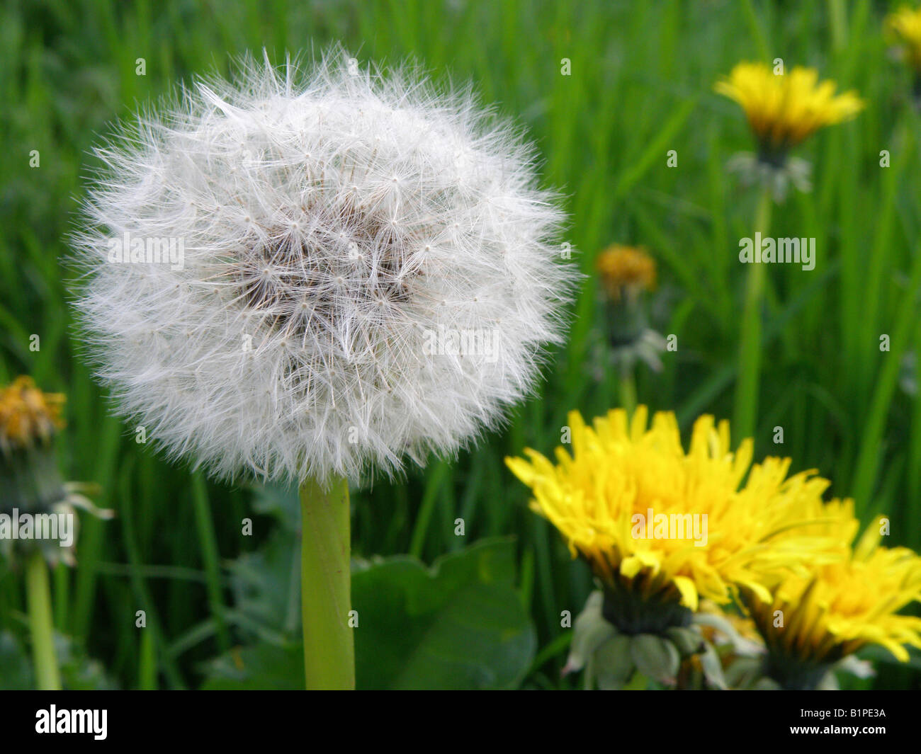 fluffy flower head of dandelion, blowball Stock Photo - Alamy
