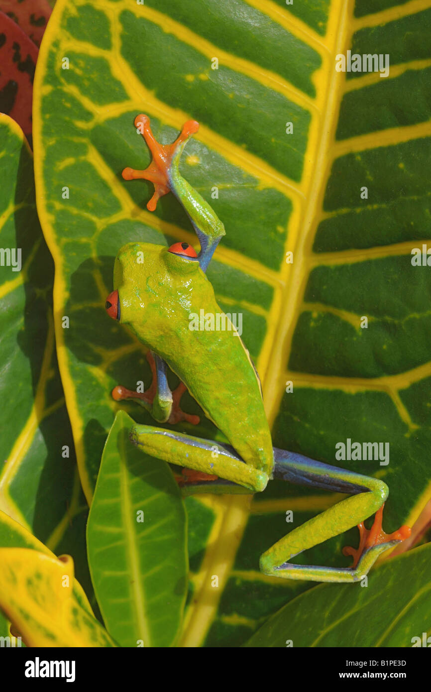 Agalychnis callidryas RED EYED TREE FROG climbing on a CROTON Plant ...
