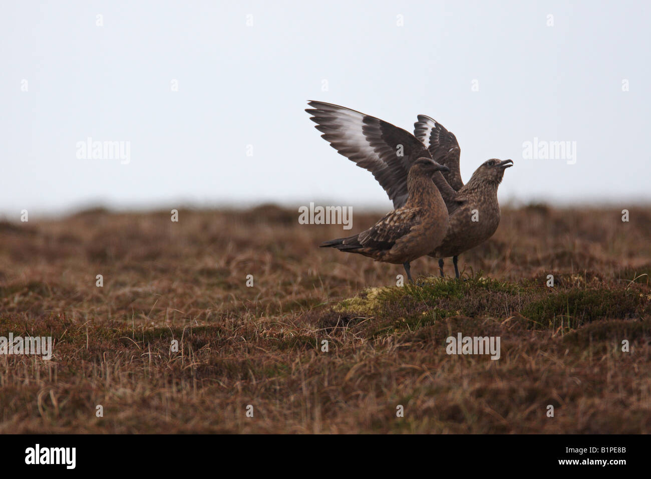 Skua nest hi-res stock photography and images - Alamy