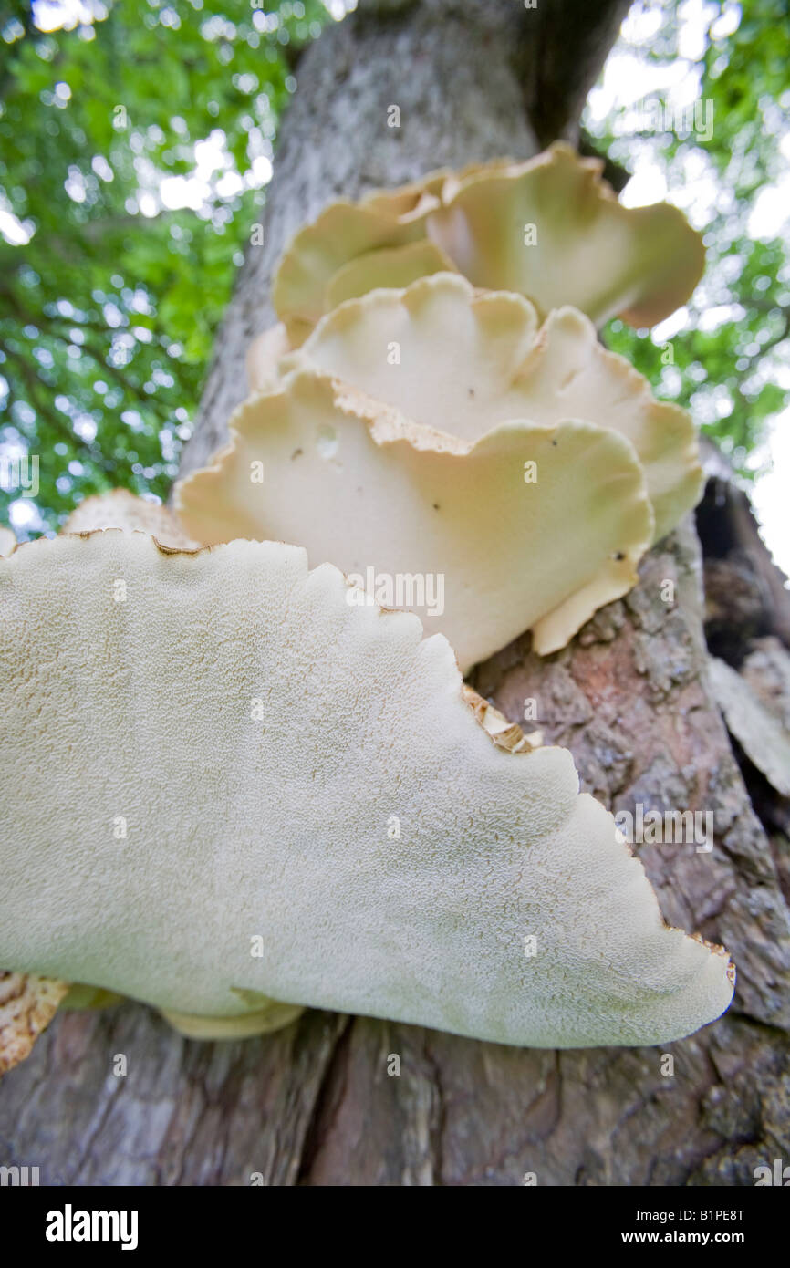 fungus growing on a sweet chestnut tree Stock Photo - Alamy